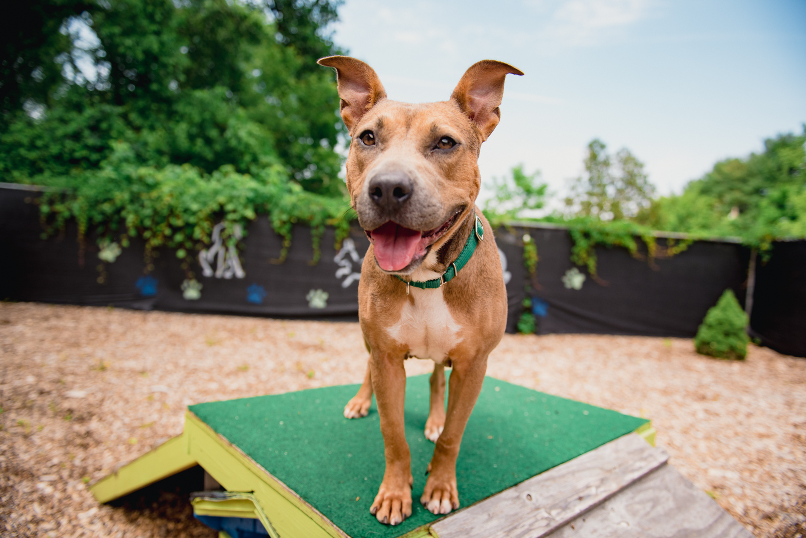 Furever Friend – Kristi *** Adopted *** | Kingston NY Happenings