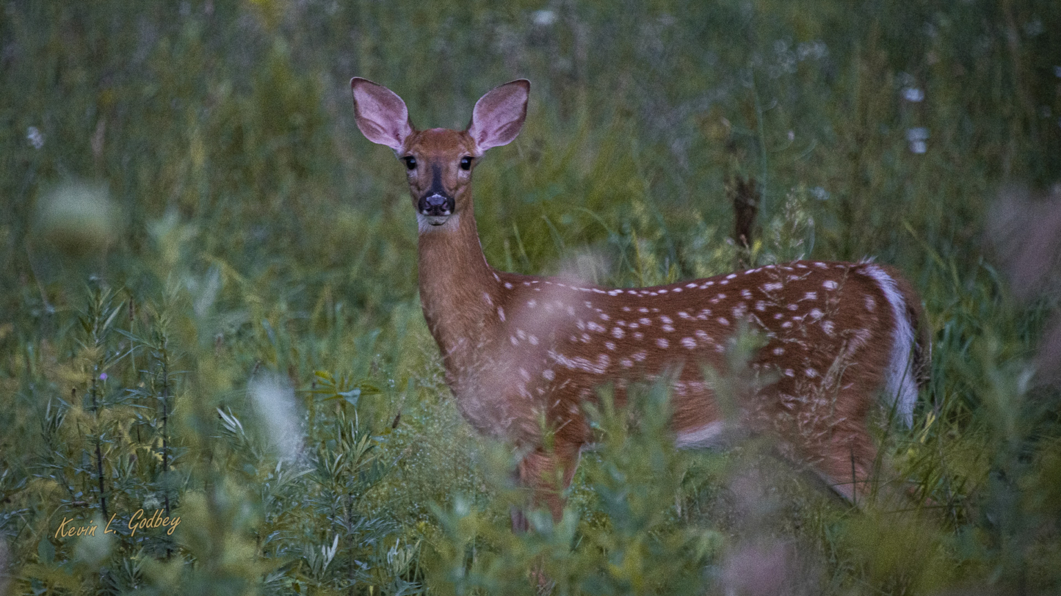 Kingston Area Dining Guide | Kingston NY Happenings