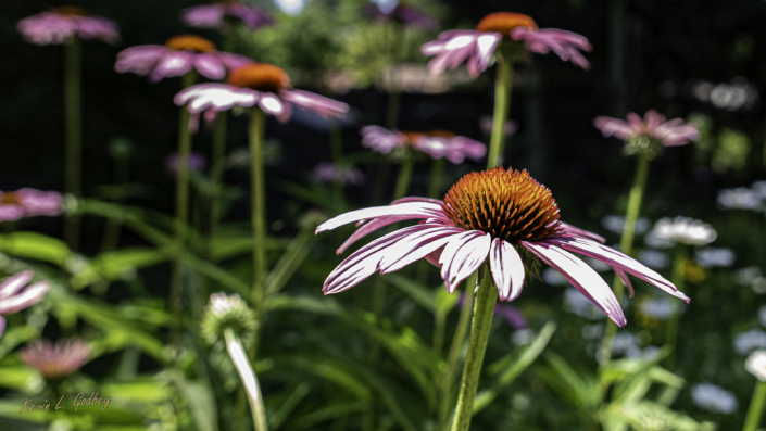 Kingston Area Dining Guide | Kingston NY Happenings